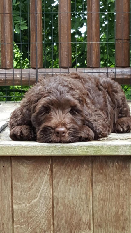 The Labradoodle Corral's Bear Creek | The Labradoodle Corral Wisconsin
