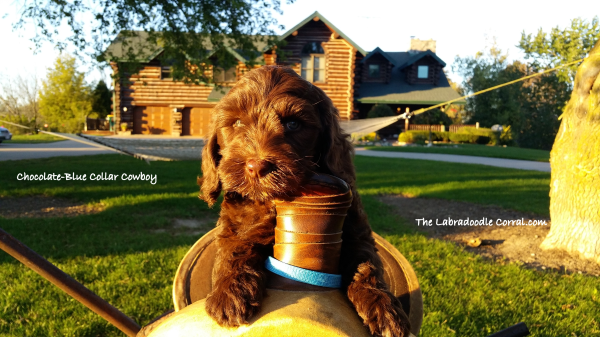 The Labradoodle Corral's Little Buckaroo | The Labradoodle Corral Wisconsin