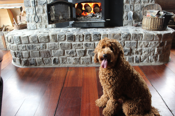 The Labradoodle Corral's Calamity Jane AKA Cali | The Labradoodle ...