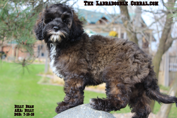 The Labradoodle Corral's Dilly Bean | The Labradoodle Corral Wisconsin