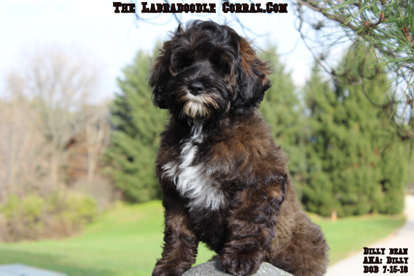 The Labradoodle Corral's Dilly Bean | The Labradoodle Corral Wisconsin