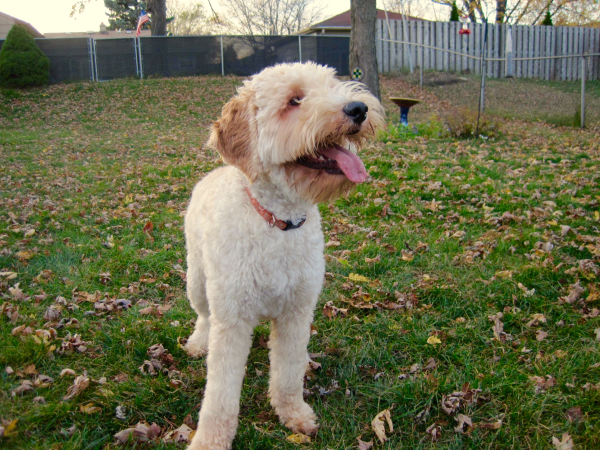 Labradoodle Corral's The Duke | The Labradoodle Corral Wisconsin