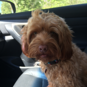 The Labradoodle Corral's Little Buckaroo | The Labradoodle Corral Wisconsin