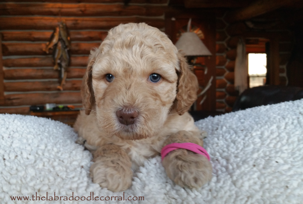 Labradoodle Corral's Madem Belle | The Labradoodle Corral Wisconsin