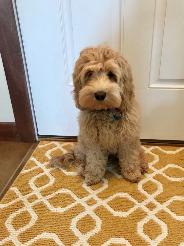 The Labradoodle Corral's Lil Darlin AKA Lanie | The Labradoodle Corral ...