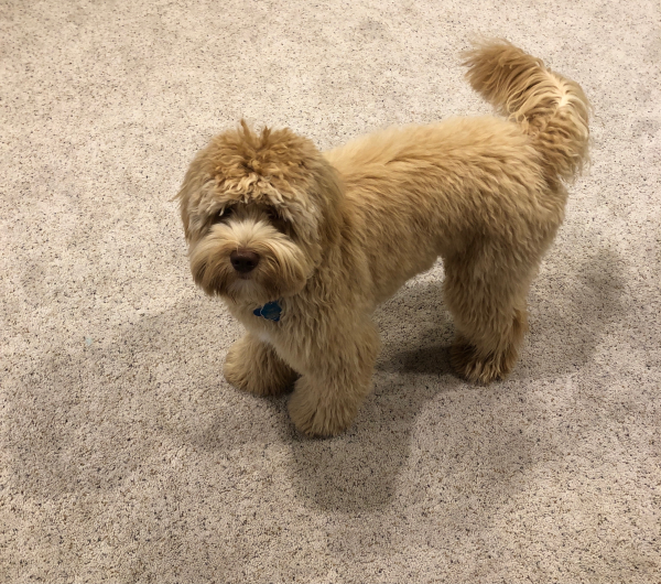 Labradoodle Corral's Marshall Dillon | The Labradoodle Corral Wisconsin