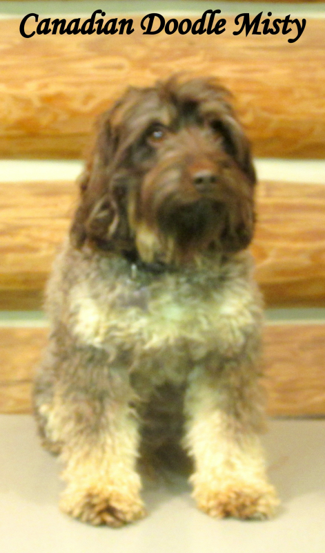 Canadian Doodle Misty | The Labradoodle Corral Wisconsin