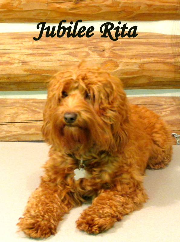 Jubilee Rita | The Labradoodle Corral Wisconsin