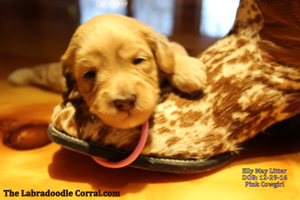 Labradoodle Corral's Madem Belle | The Labradoodle Corral Wisconsin