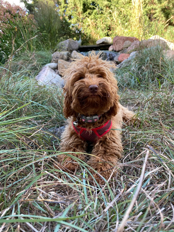 Labradoodle Corral's Pony Express | The Labradoodle Corral Wisconsin