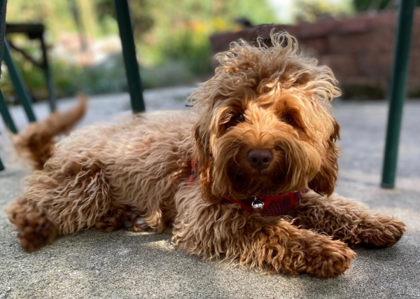 Labradoodle Corral's Pony Express | The Labradoodle Corral Wisconsin