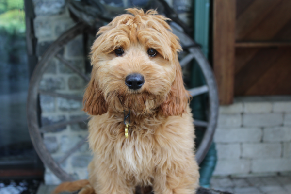 The Labradoodle Corral's Rusty Nail | The Labradoodle Corral Wisconsin
