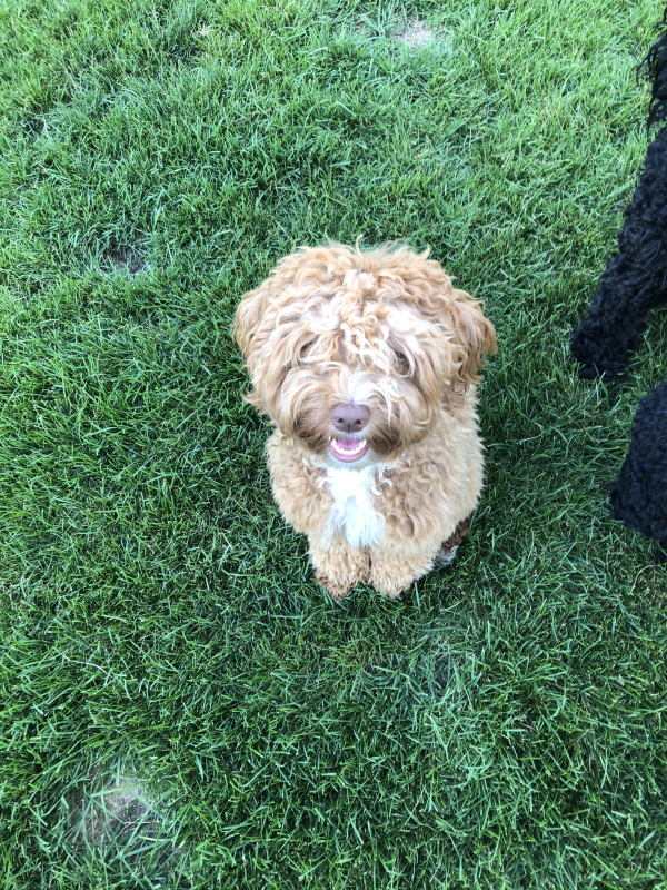 Labradoodle Corral's Saddle Bag | The Labradoodle Corral Wisconsin