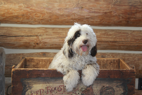 Labradoodle Corral's Scout | The Labradoodle Corral Wisconsin