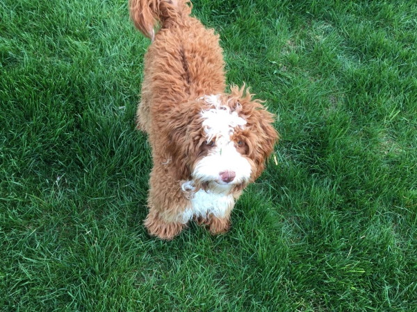 The Labradoodle Corral's Campfire S'more | The Labradoodle Corral Wisconsin