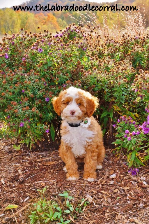 The Labradoodle Corral's Campfire S'more | The Labradoodle Corral Wisconsin