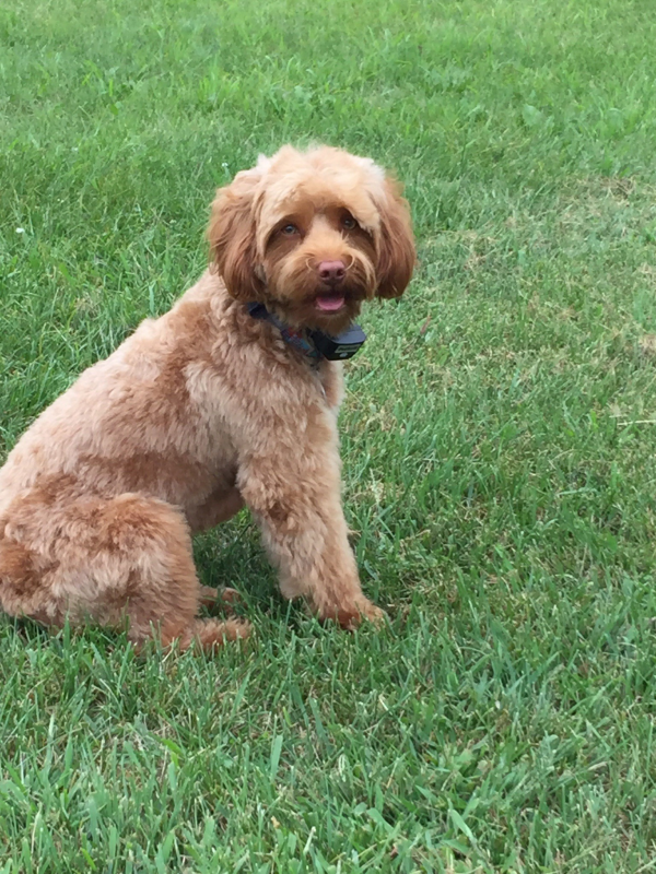 Labradoodle Corral's Virginia | The Labradoodle Corral Wisconsin