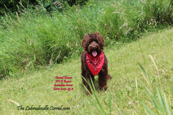 Labradoodle Corral's Boone | The Labradoodle Corral Wisconsin