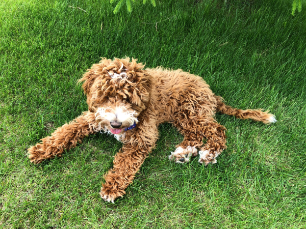 Labradoodle Corral's Slingshot | The Labradoodle Corral Wisconsin